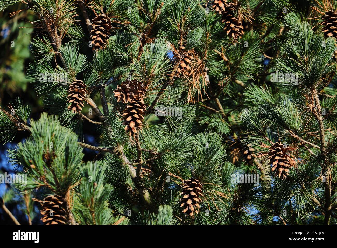 Pinus strobus, commonly denominated the northern white pine on the blue ...