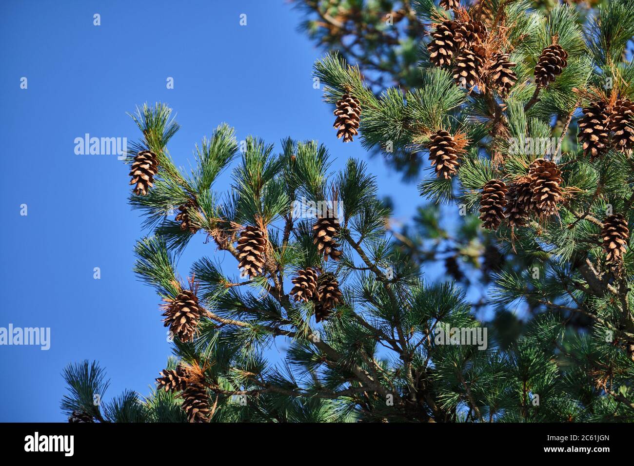 Pinus strobus, commonly denominated the northern white pine on the blue ...