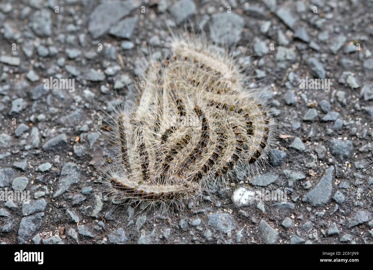 Moth caterpillar oak tree hi-res stock photography and images - Alamy