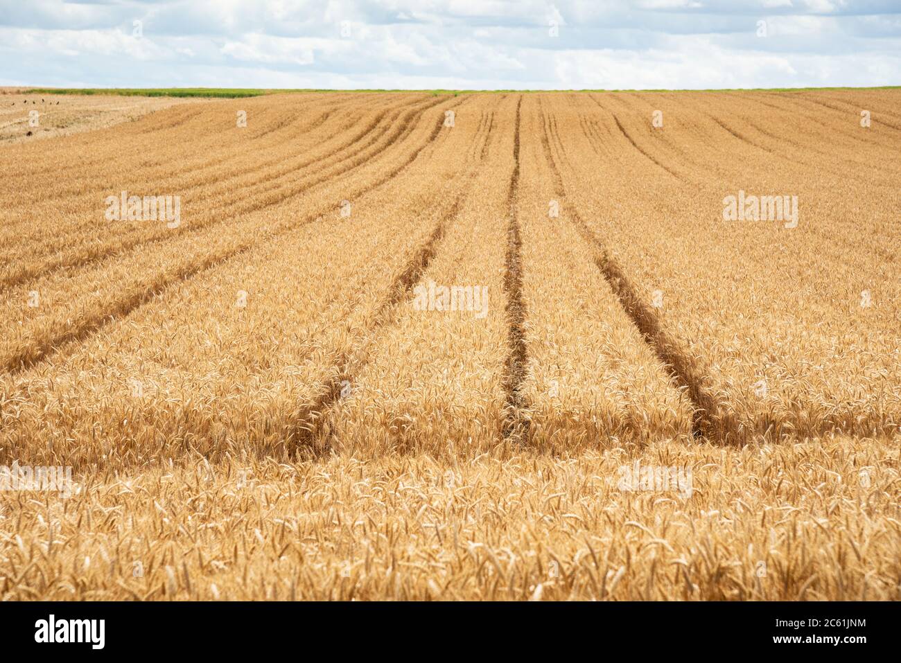Wheat field with traces of tractor wheels. France. Ripe cereal spikes ...