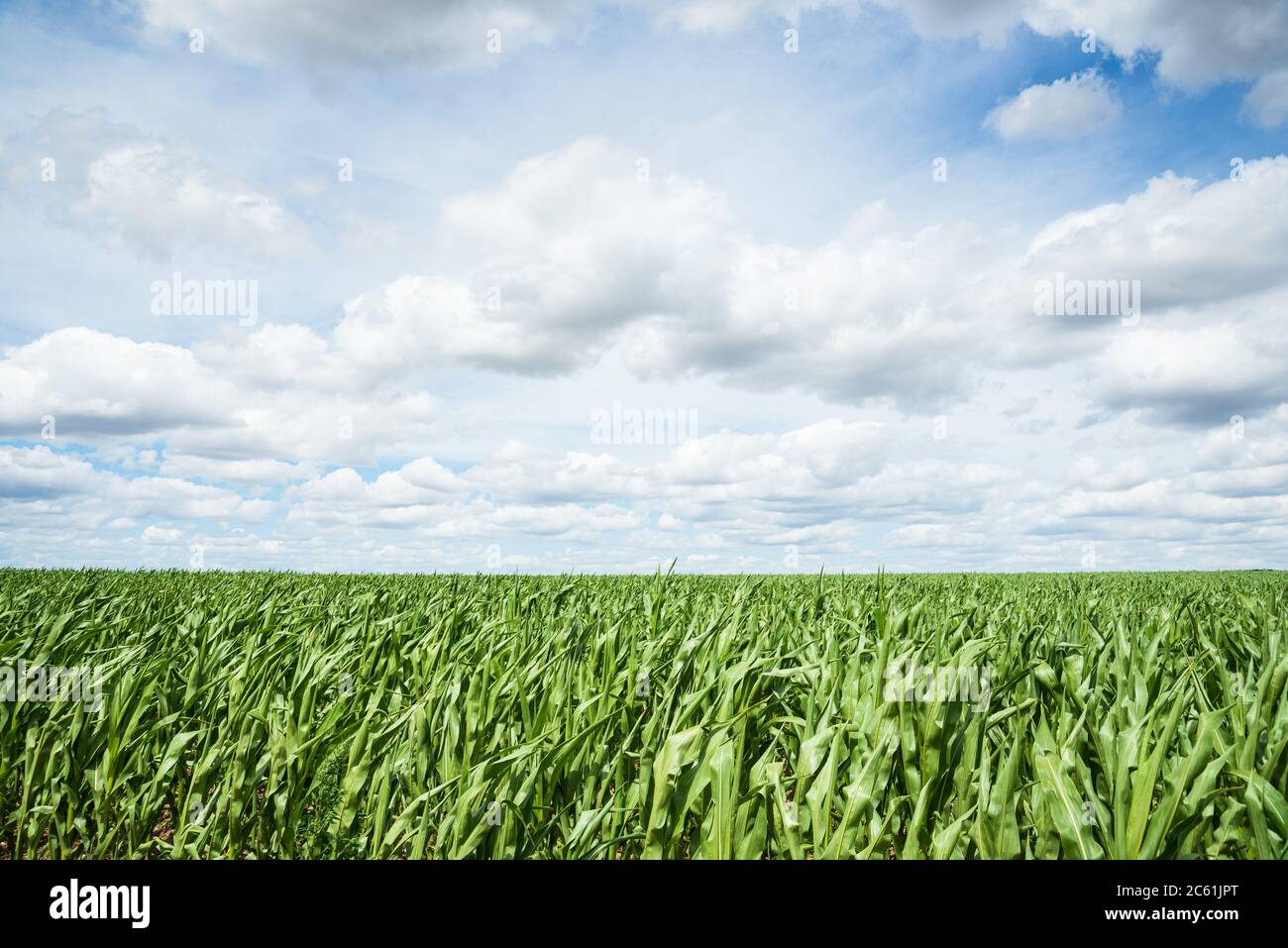 Windy field in france hi-res stock photography and images - Alamy