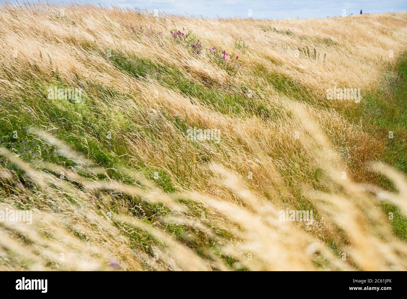 Windy field in france hi-res stock photography and images - Alamy