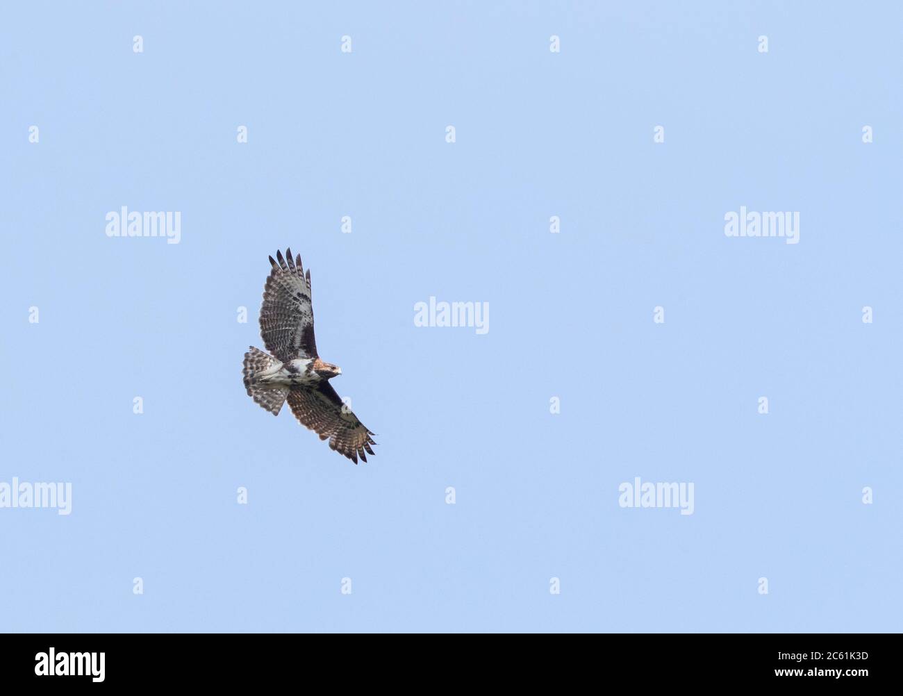 Madagascar Buzzard (Buteo brachypterus) soaring overhead over tropical ...