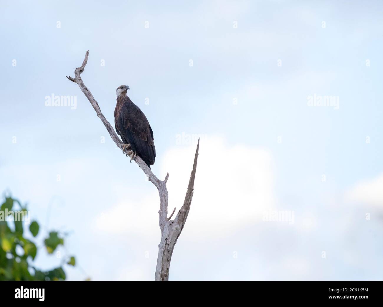 Madagascan fish eagle hi-res stock photography and images - Alamy