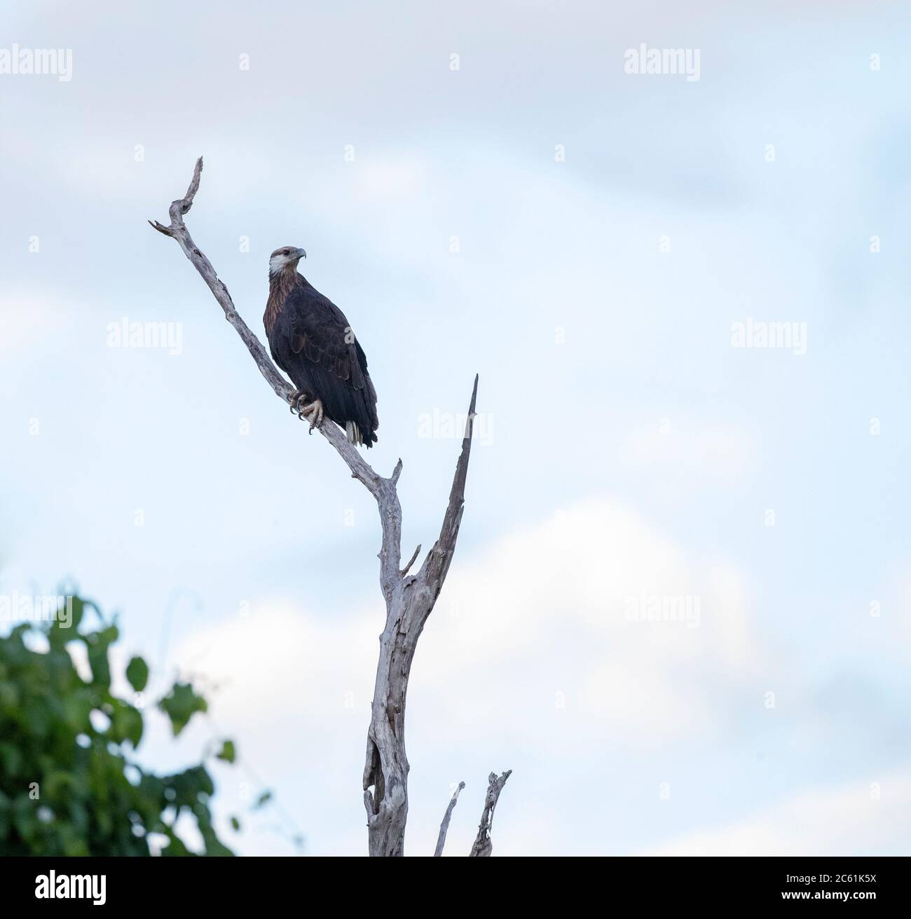 Madagascar sea eagle hi-res stock photography and images - Alamy