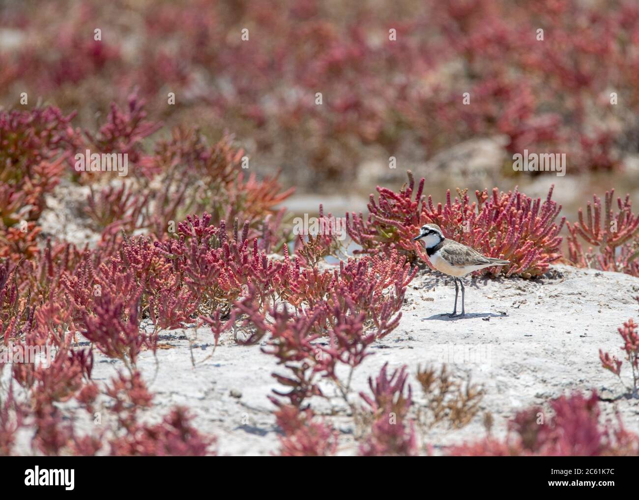 Charadrius thoracicus hi-res stock photography and images - Alamy