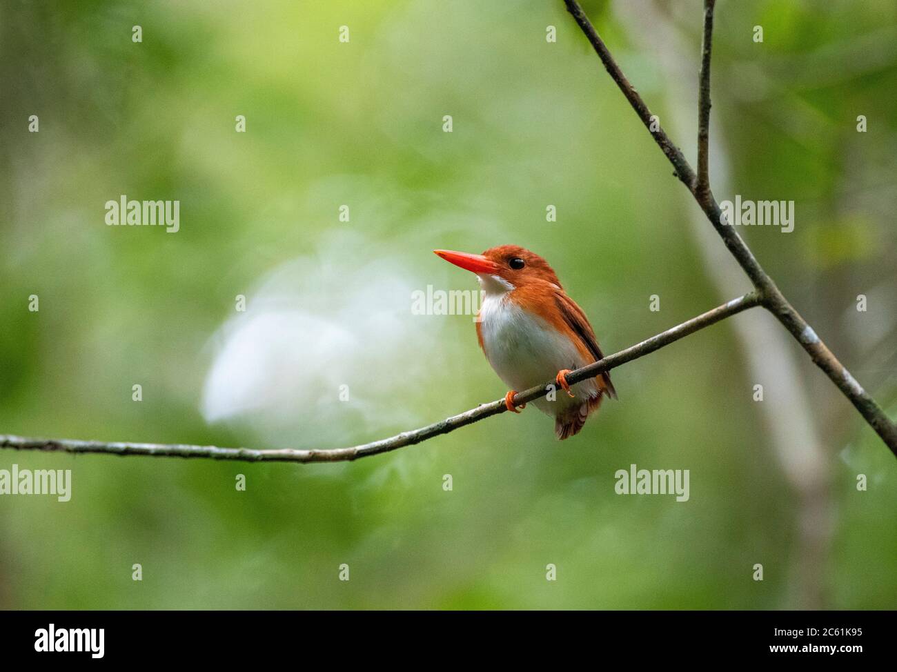 Birds In The Deciduous Forest