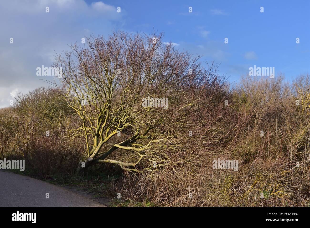 A path for runners among low bushes and dry bushes. Spring Stock Photo ...