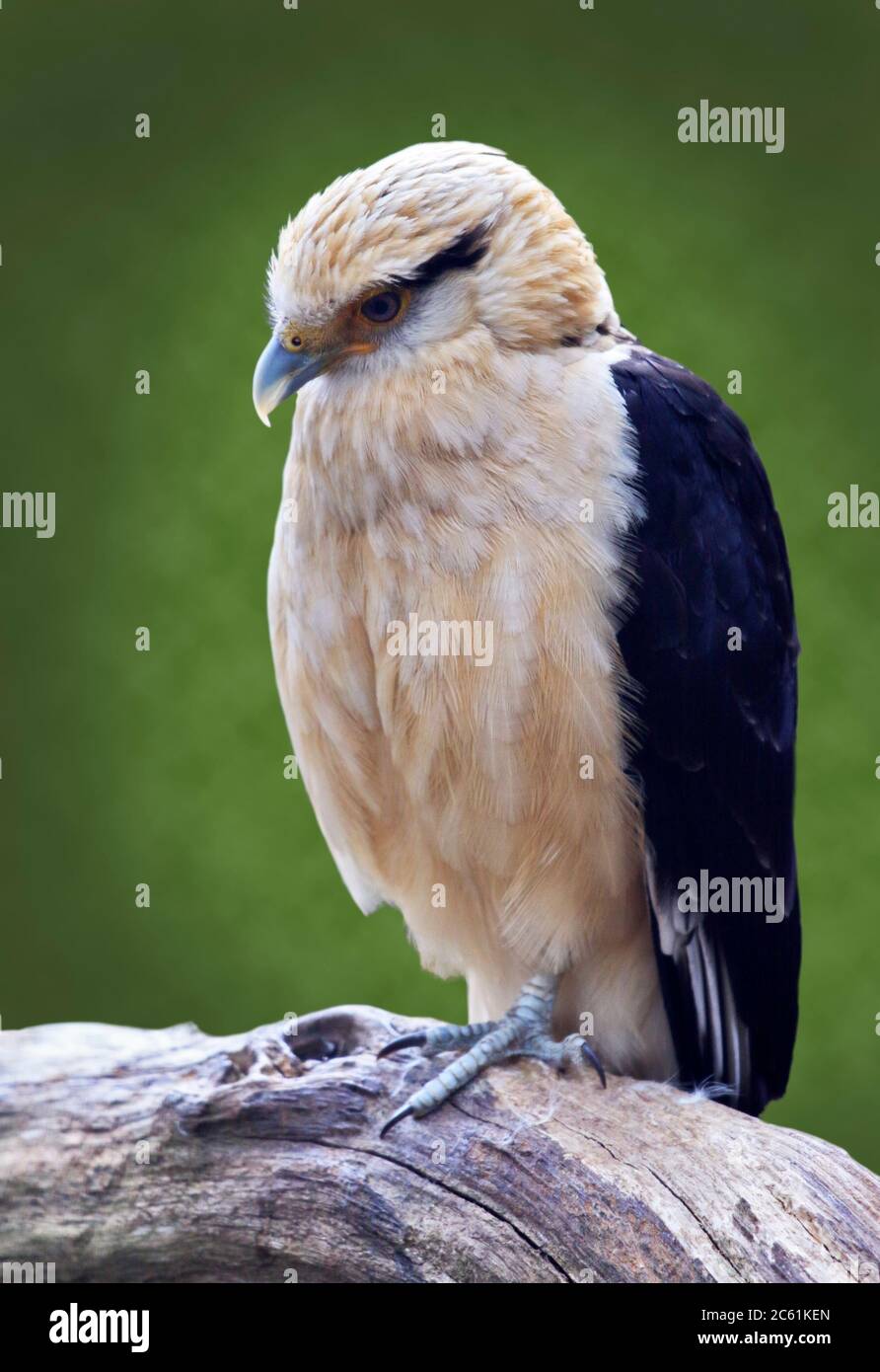 Yellow Headed Caracara (milvago chimachima Stock Photo - Alamy