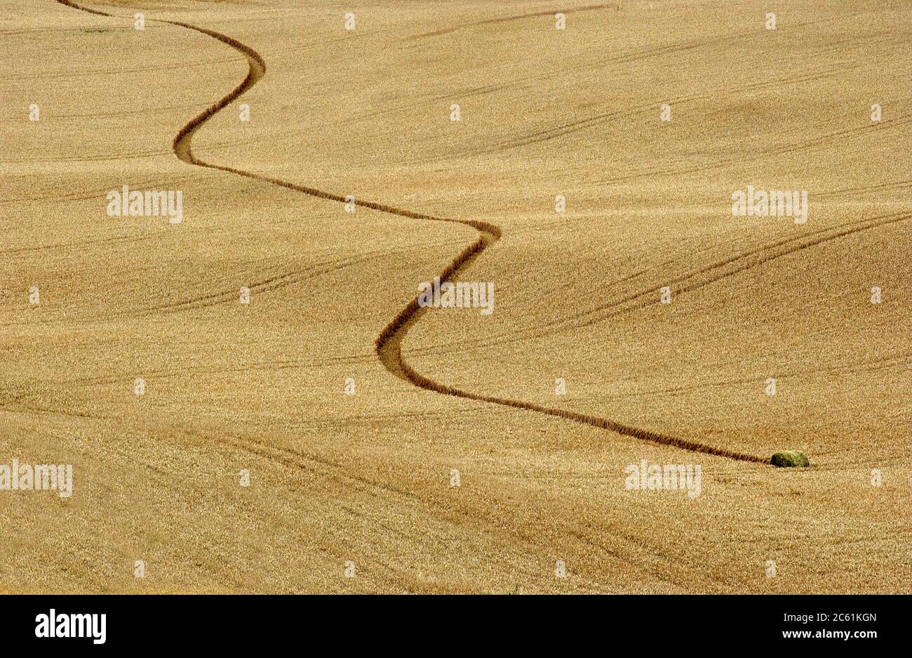 Haystack rolling in a field of wheat, Auvergne-Rhone-Alpes, France ...