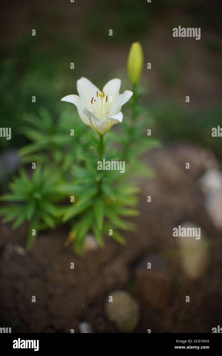 White lily flower grows in the garden. Summer flowers Stock Photo - Alamy