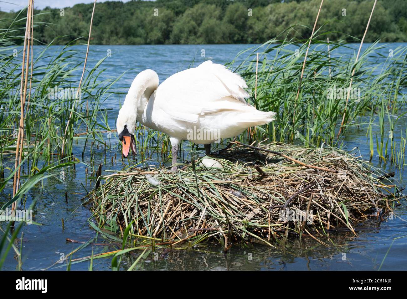 Female swan hissing hi-res stock photography and images - Alamy