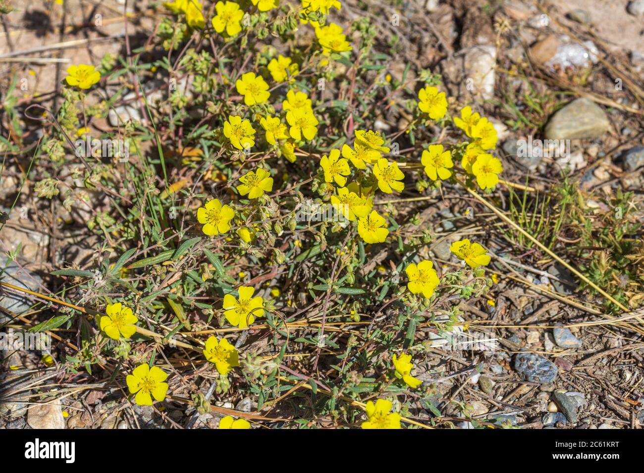 Yellow needle hi-res stock photography and images - Alamy