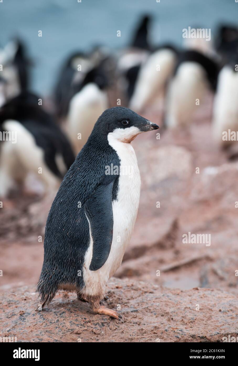 Pingu hi-res stock photography and images - Alamy
