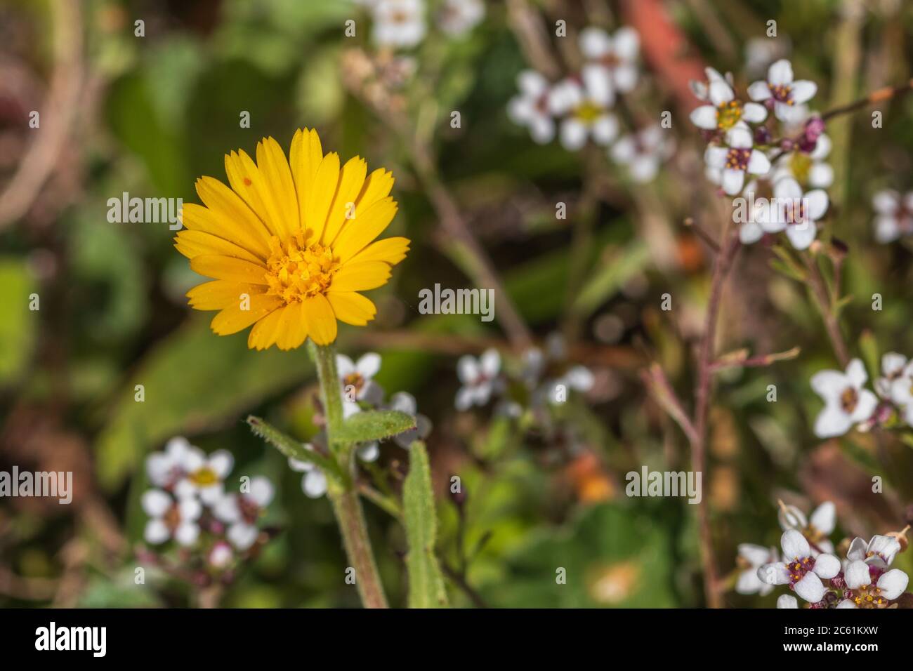 Marigold flower fields hi-res stock photography and images - Alamy