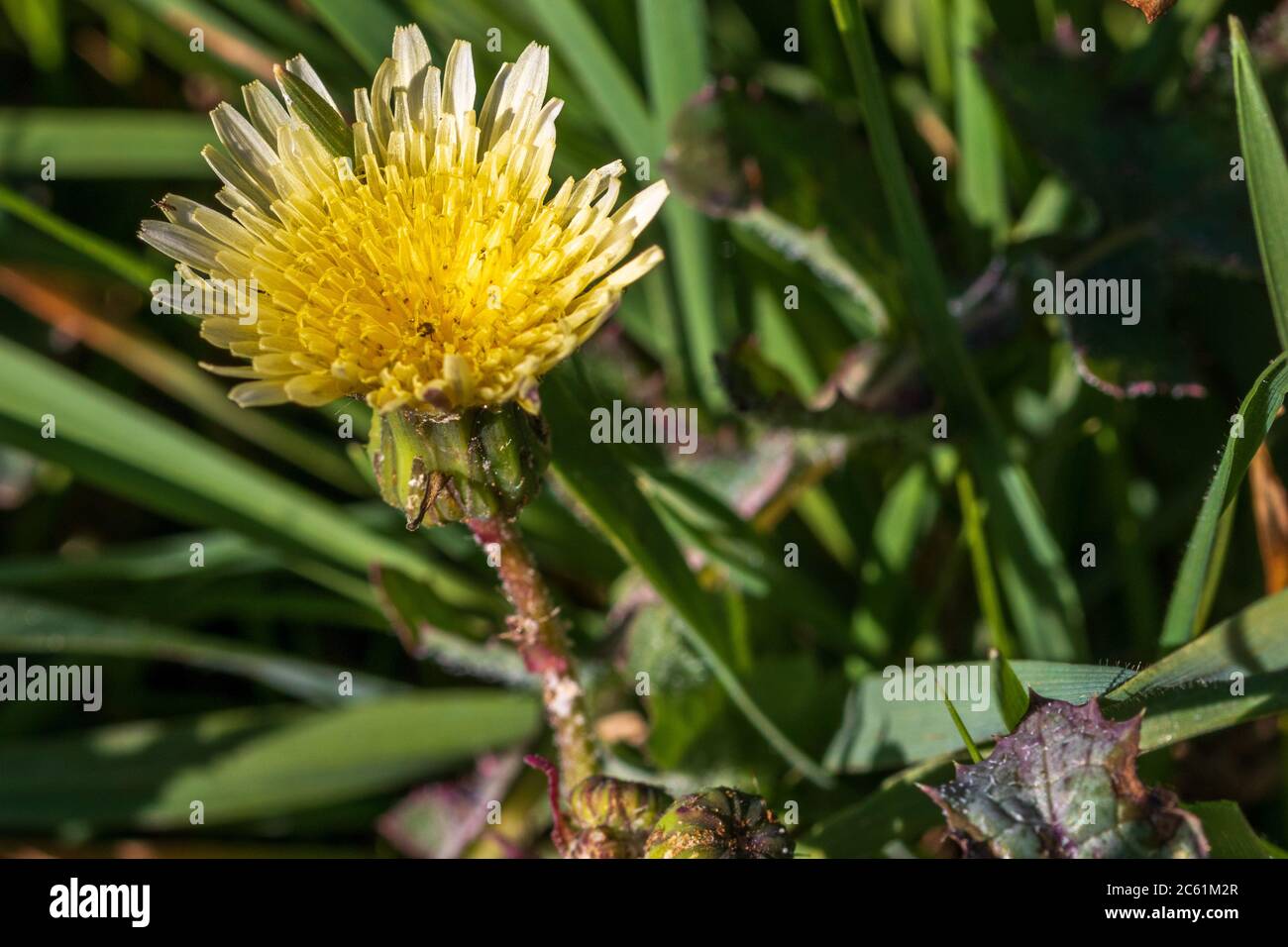 Common Sow Thistle High Resolution Stock Photography and Images - Alamy