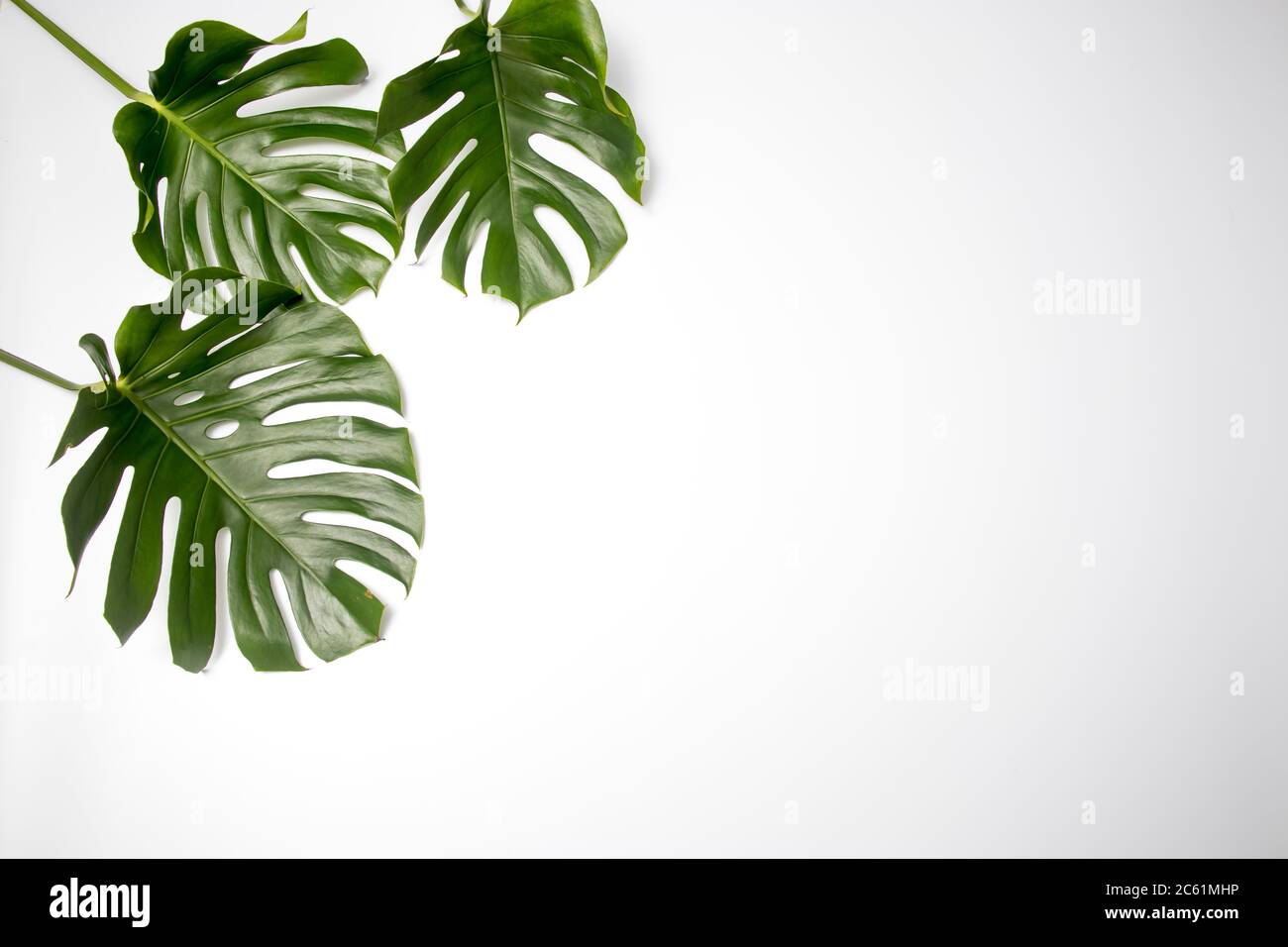 Natural green fresh monstera leaves border frame on white abstract ...