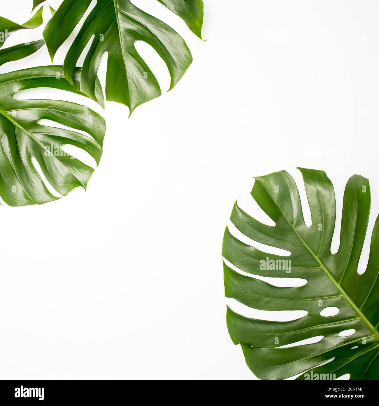 Natural green fresh monstera leaves border frame on white abstract ...