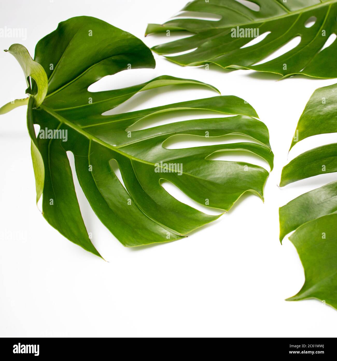 Natural green fresh monstera leaves border frame on white abstract background isolated. Room for ...