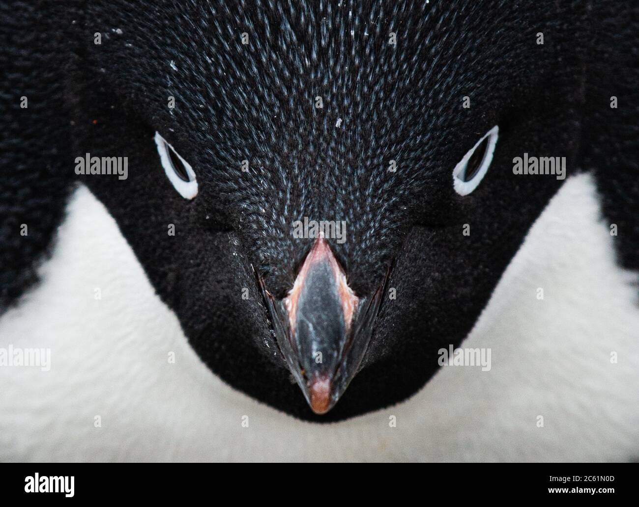 Adelie penguin hi-res stock photography and images - Alamy