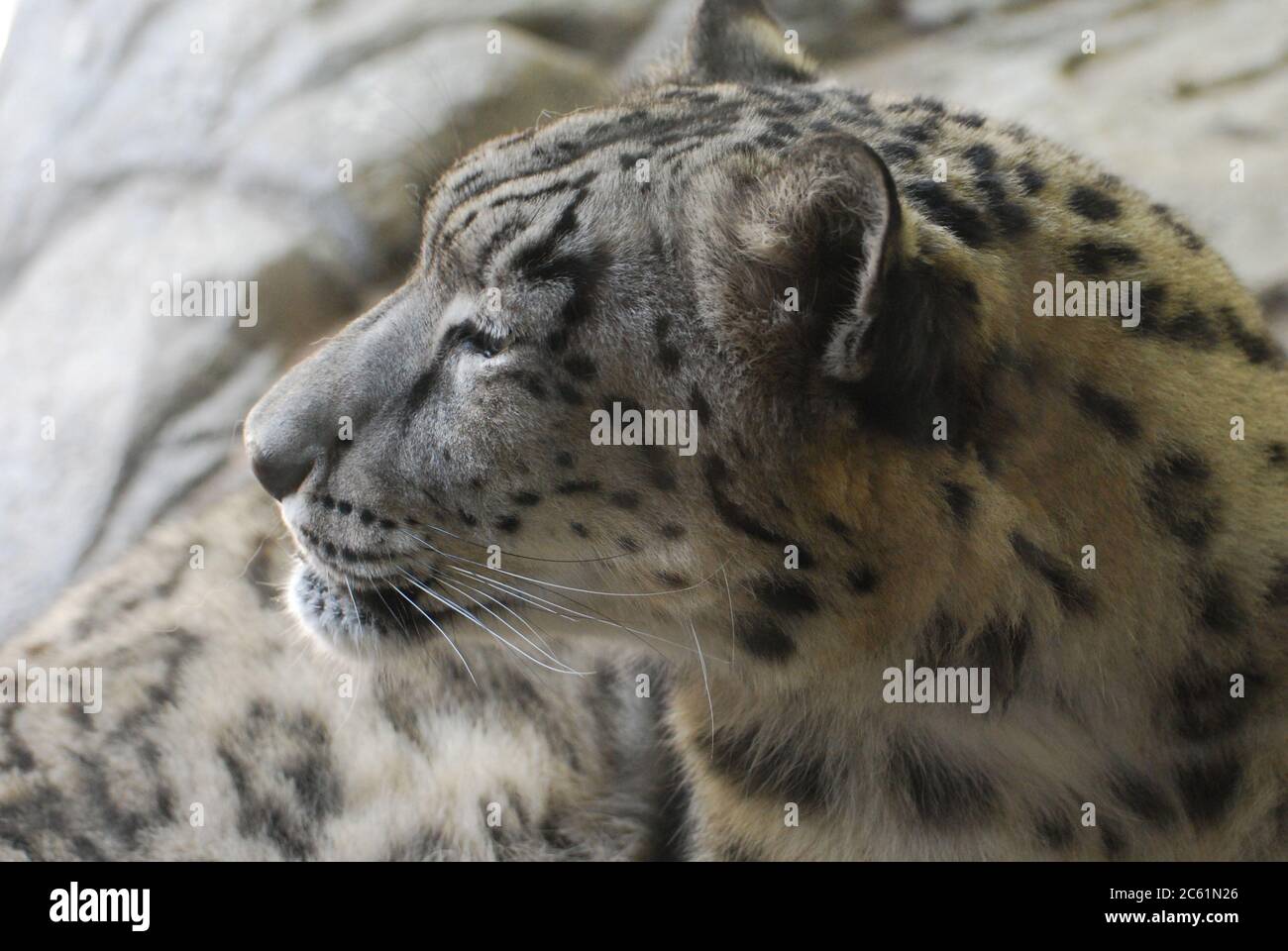 Really amazing spotted leopard's profile while he is resting Stock ...