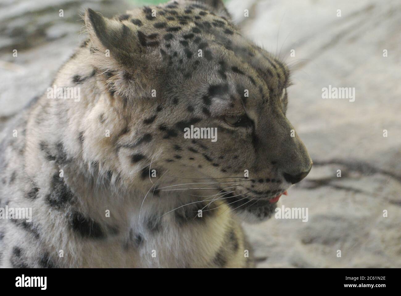 Really cute spotted leopard with his pink tongue peaking out Stock ...
