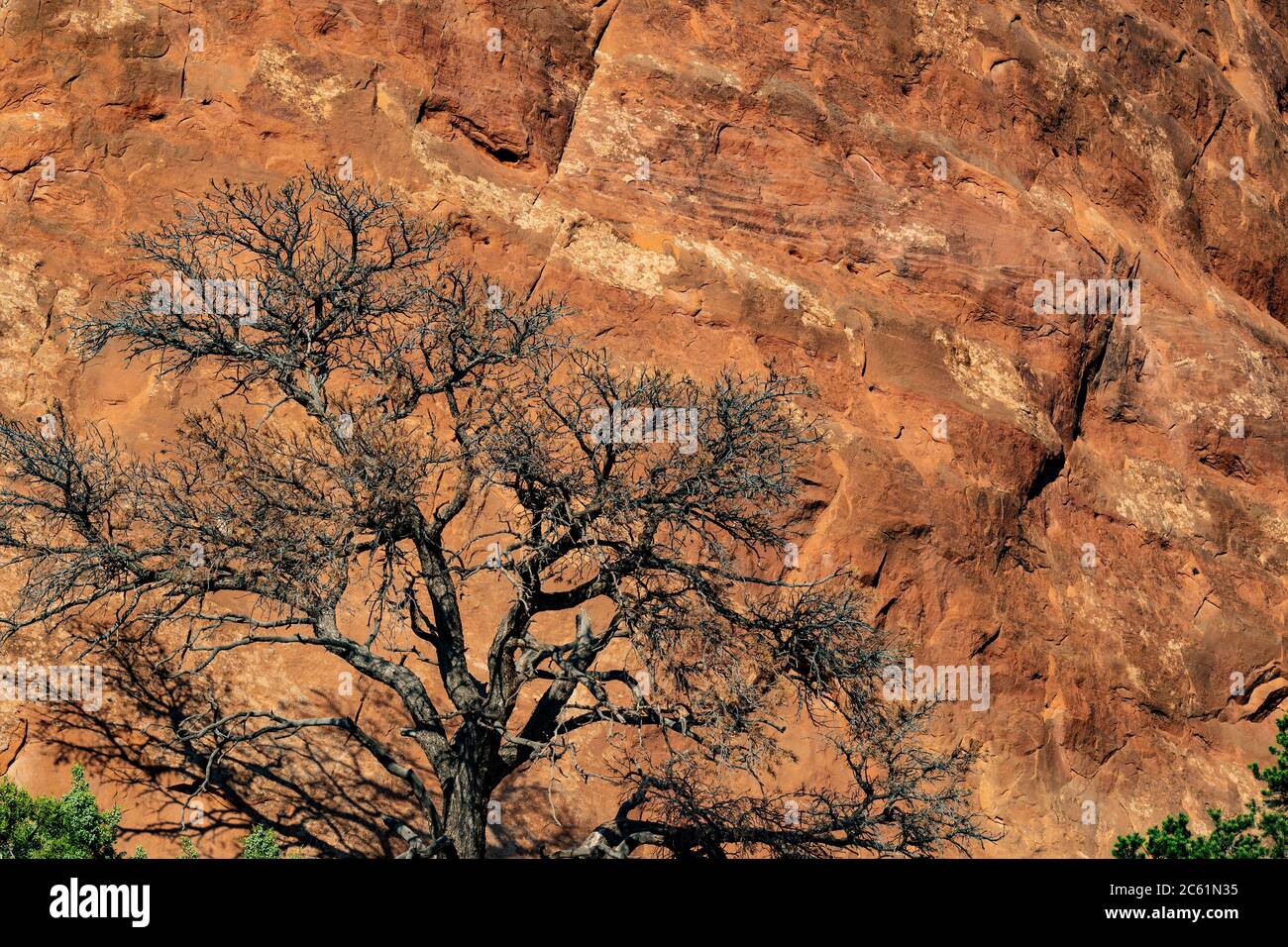 Dead tree and rock wall, Arches National Park Utah USA Stock Photo - Alamy
