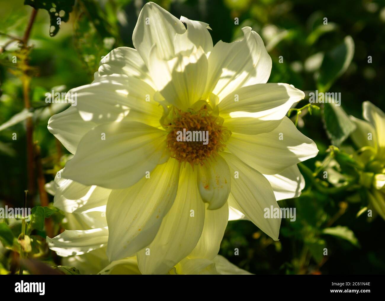 Himalayan flowers hi-res stock photography and images - Alamy