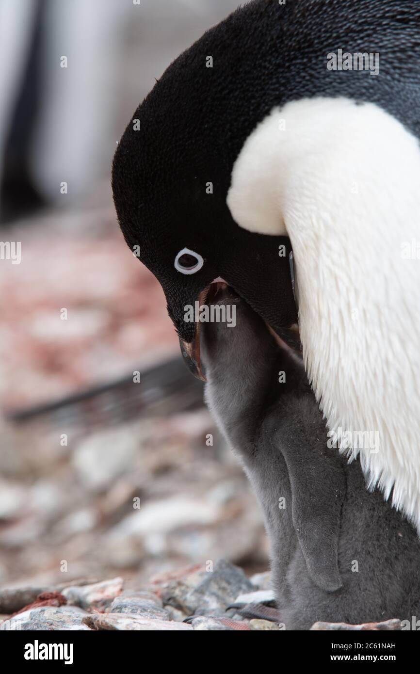 Pingu hi-res stock photography and images - Alamy