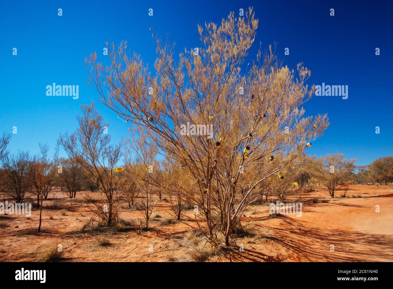 Vegemite Tree in Northern Territory Australia Stock Photo - Alamy