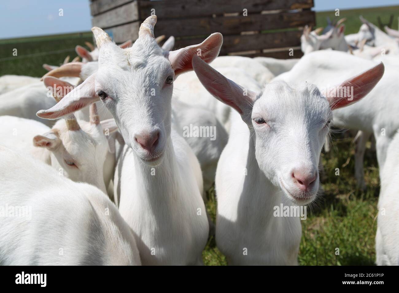 group of white goats Stock Photo - Alamy
