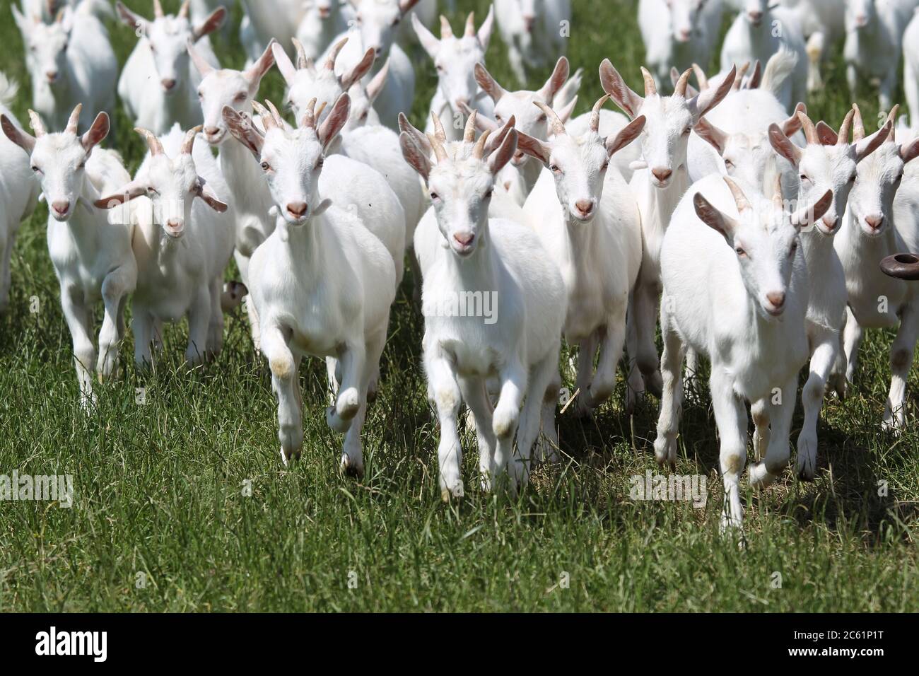 group of white goats Stock Photo - Alamy