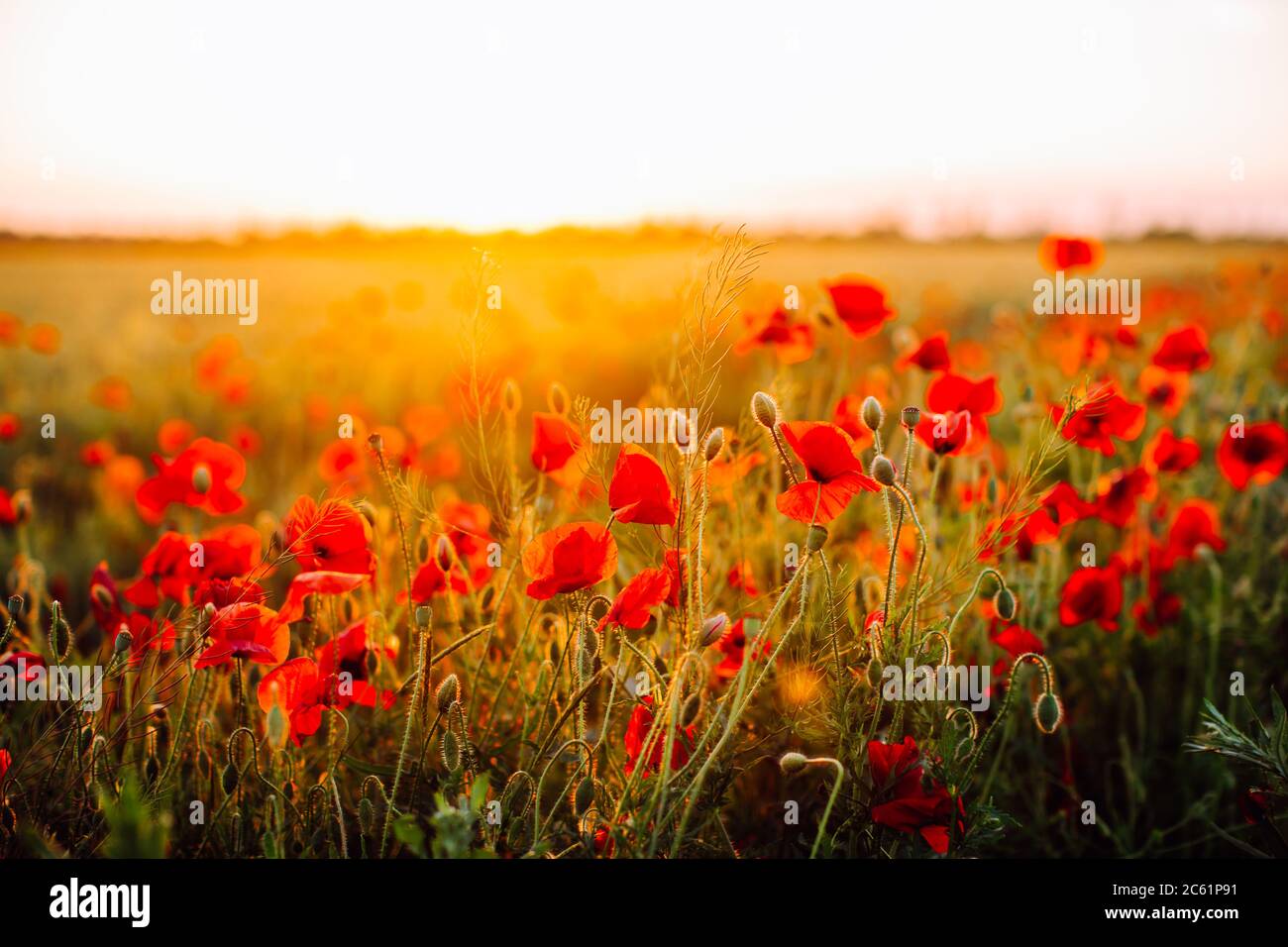Red poppies field at sunset. Soft focus Stock Photo - Alamy