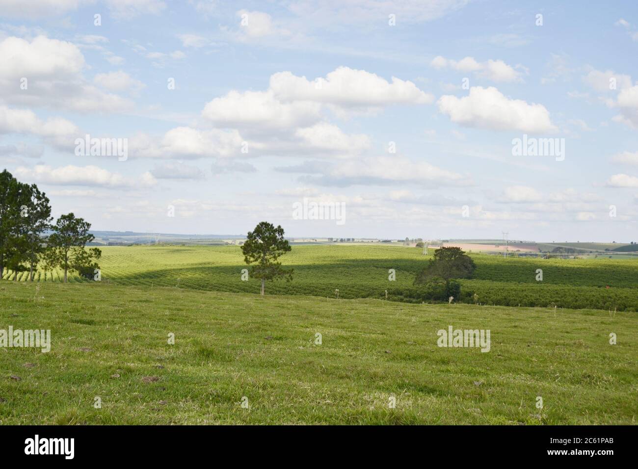 Nature in Brazil, lawn with trees and mountain in the background, blue ...