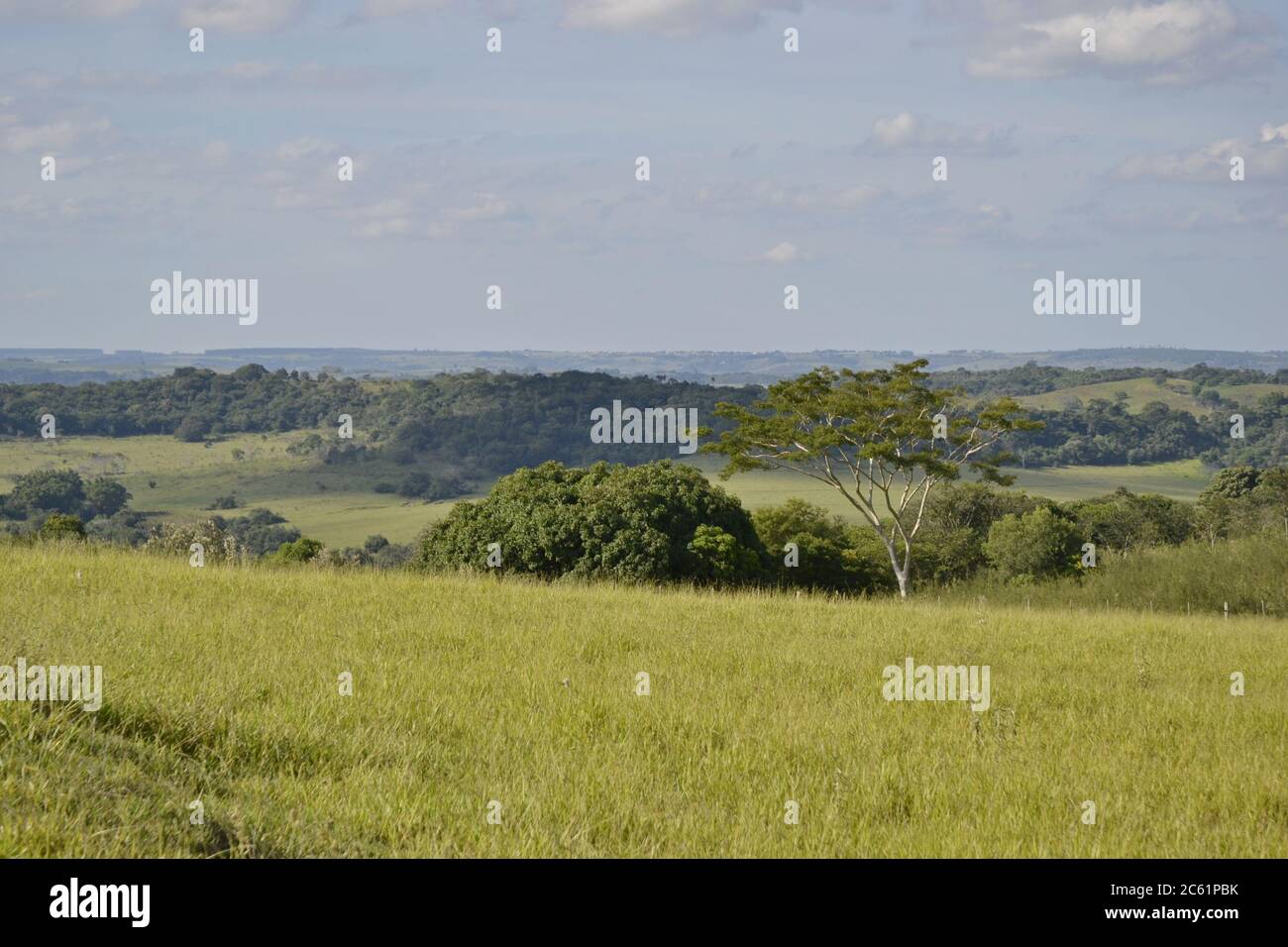 Nature in Brazil, lawn with trees and mountain in the background, blue ...