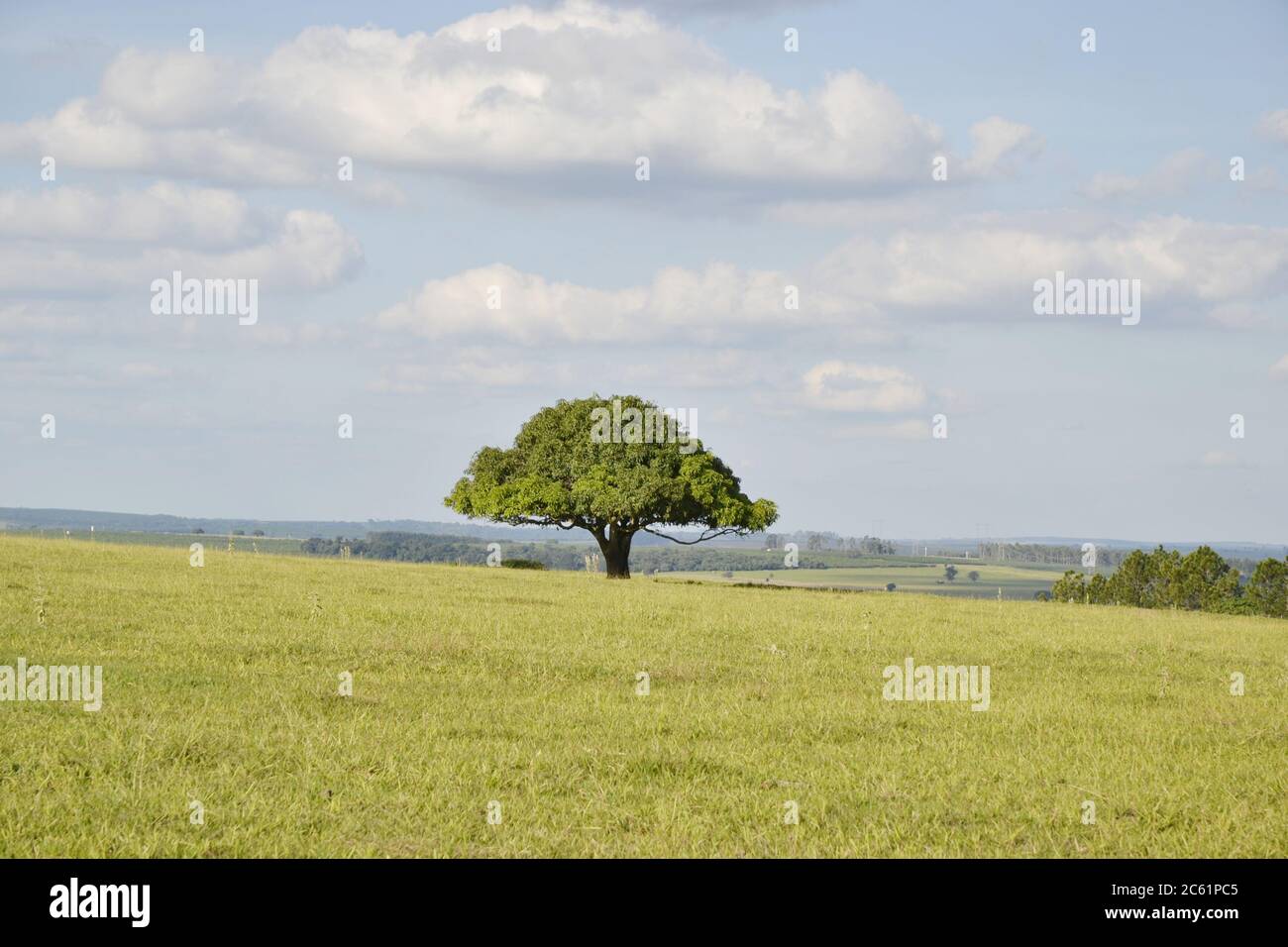 Nature in Brazil, The Lonely Tree, tree in the middle of the green lawn ...