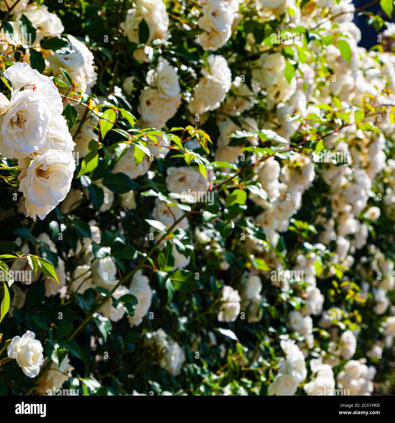 White climbing roses in the garden. Summer flowers on a sunny day Stock ...
