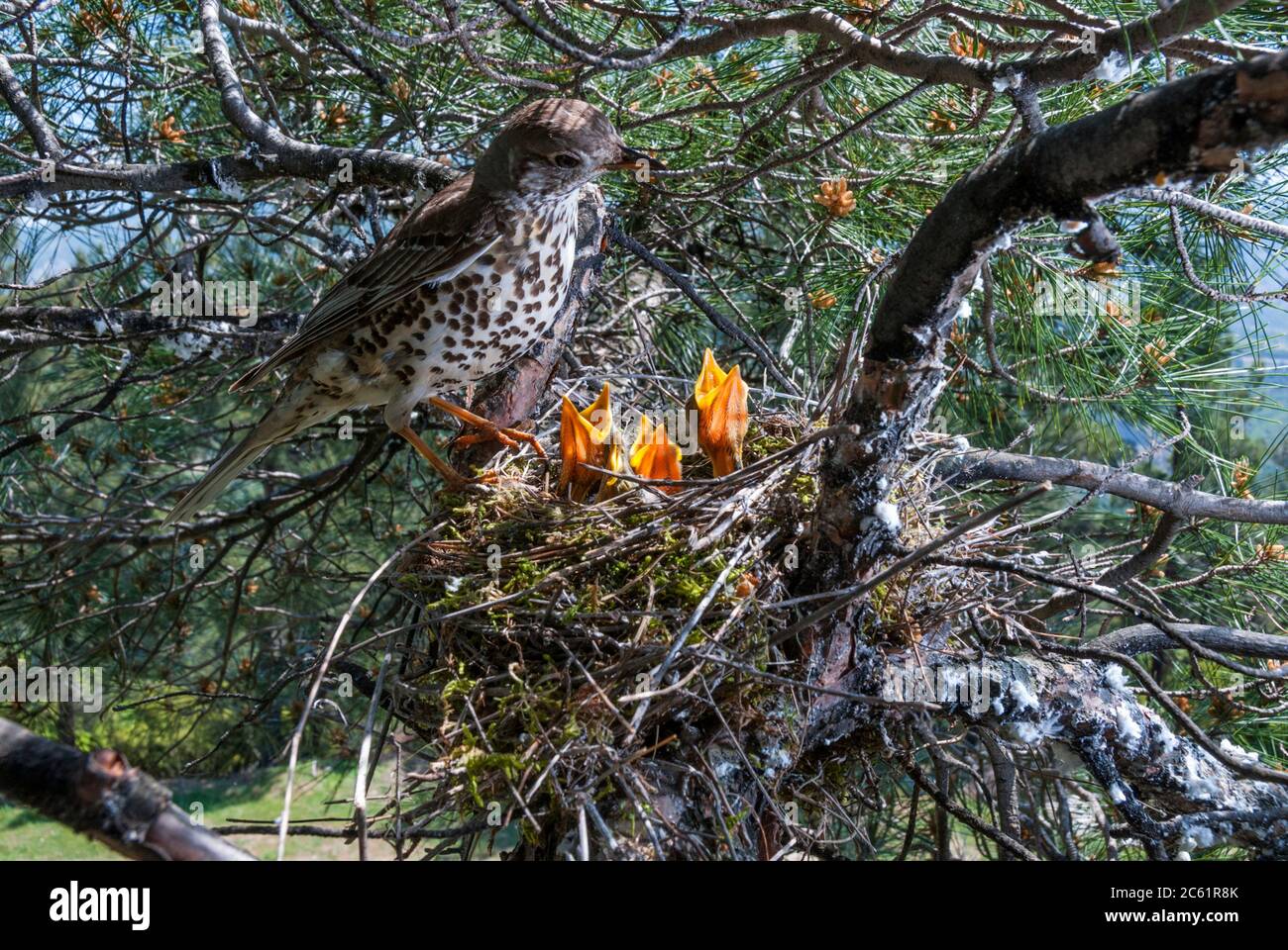 A mistle thrush (Turdus viscivorus) with four nestlings in the nest on ...