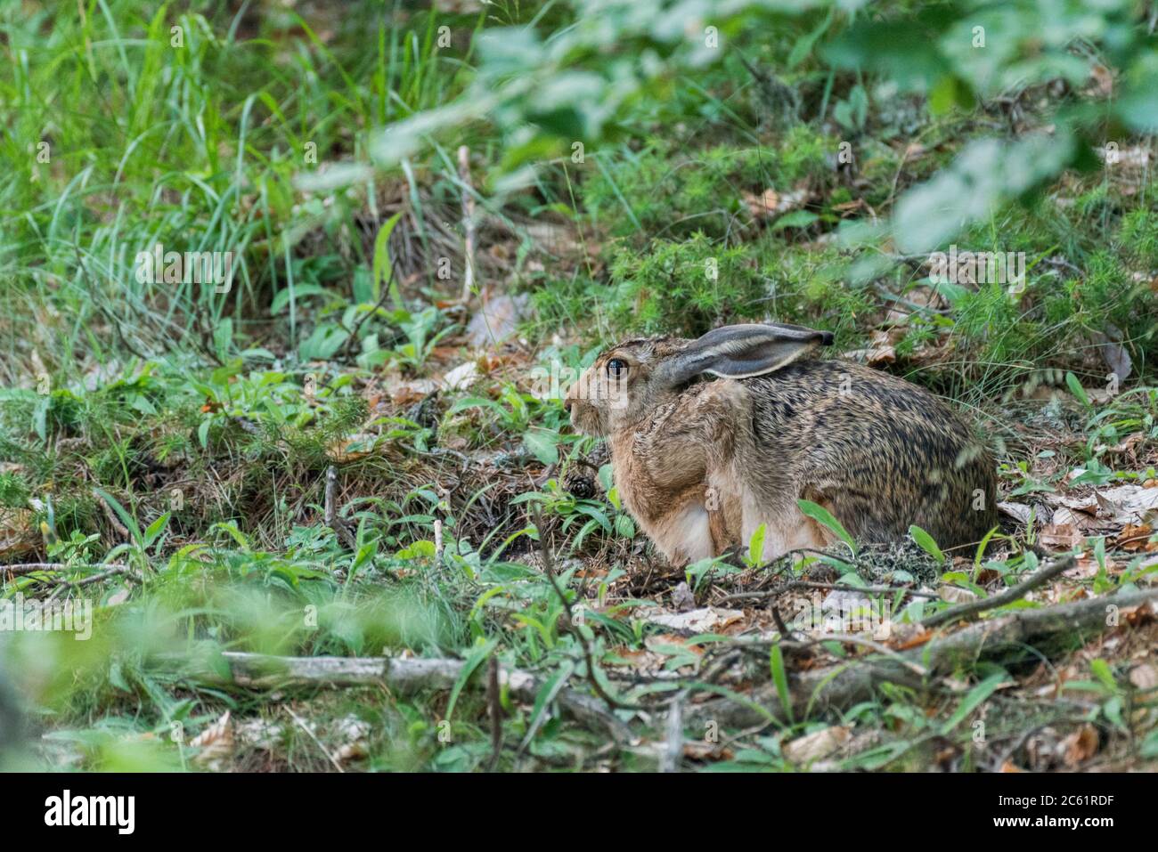 A European hare (Lepus europaeus) hiding in the forest Stock Photo - Alamy