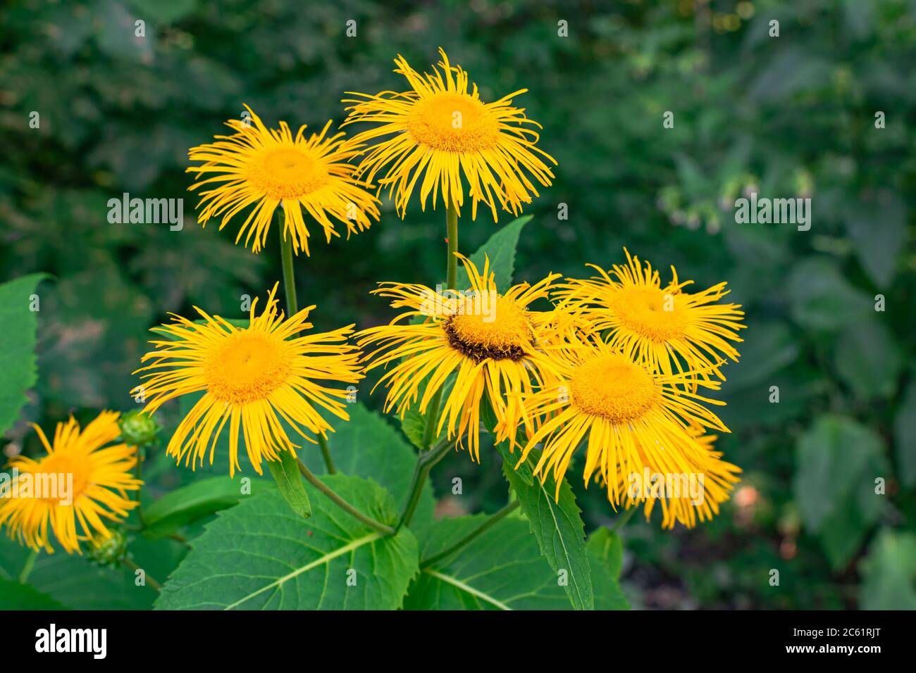 Elecampane plant flower hi-res stock photography and images - Alamy