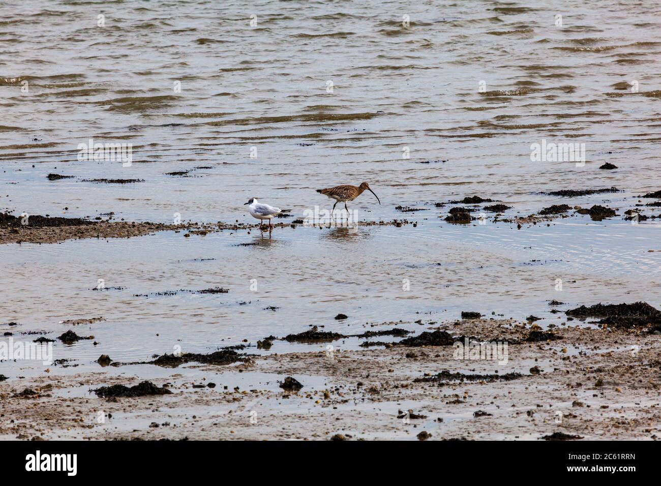 Oyster Catcher scours the beach at low tide, next to Portchester Castle ...