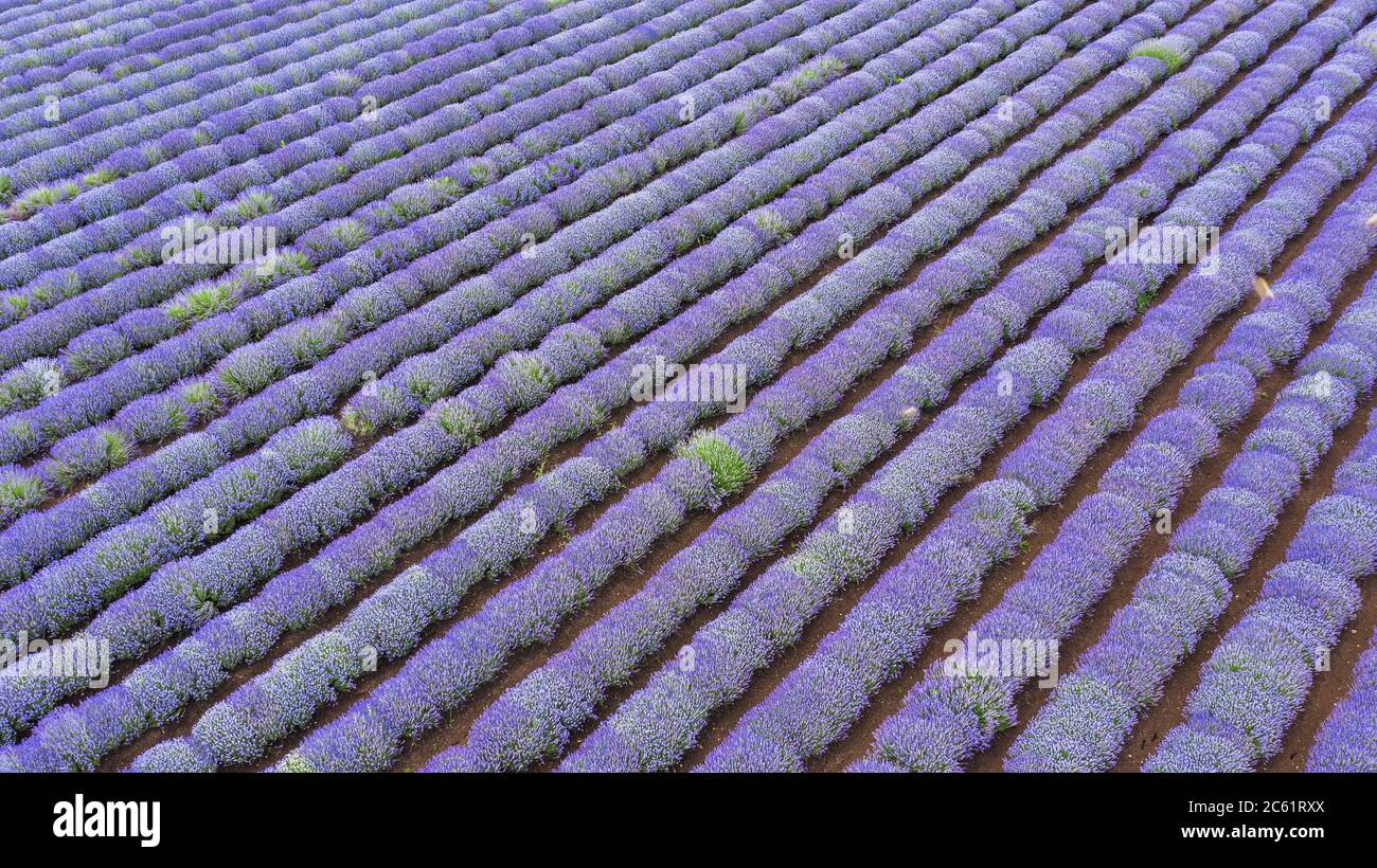 Aerial panorama view of big lavender meadow Stock Photo - Alamy