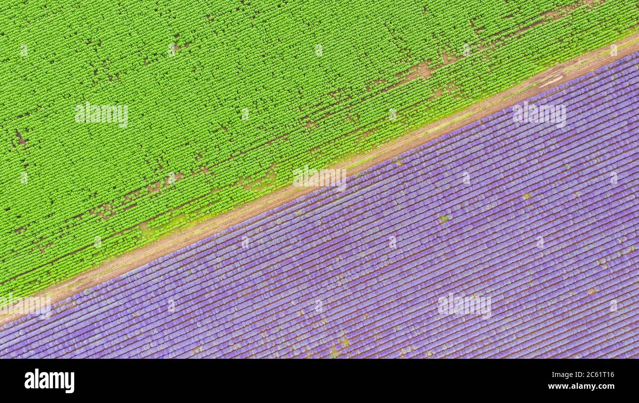 Birds eye view lavender field hi-res stock photography and images - Alamy