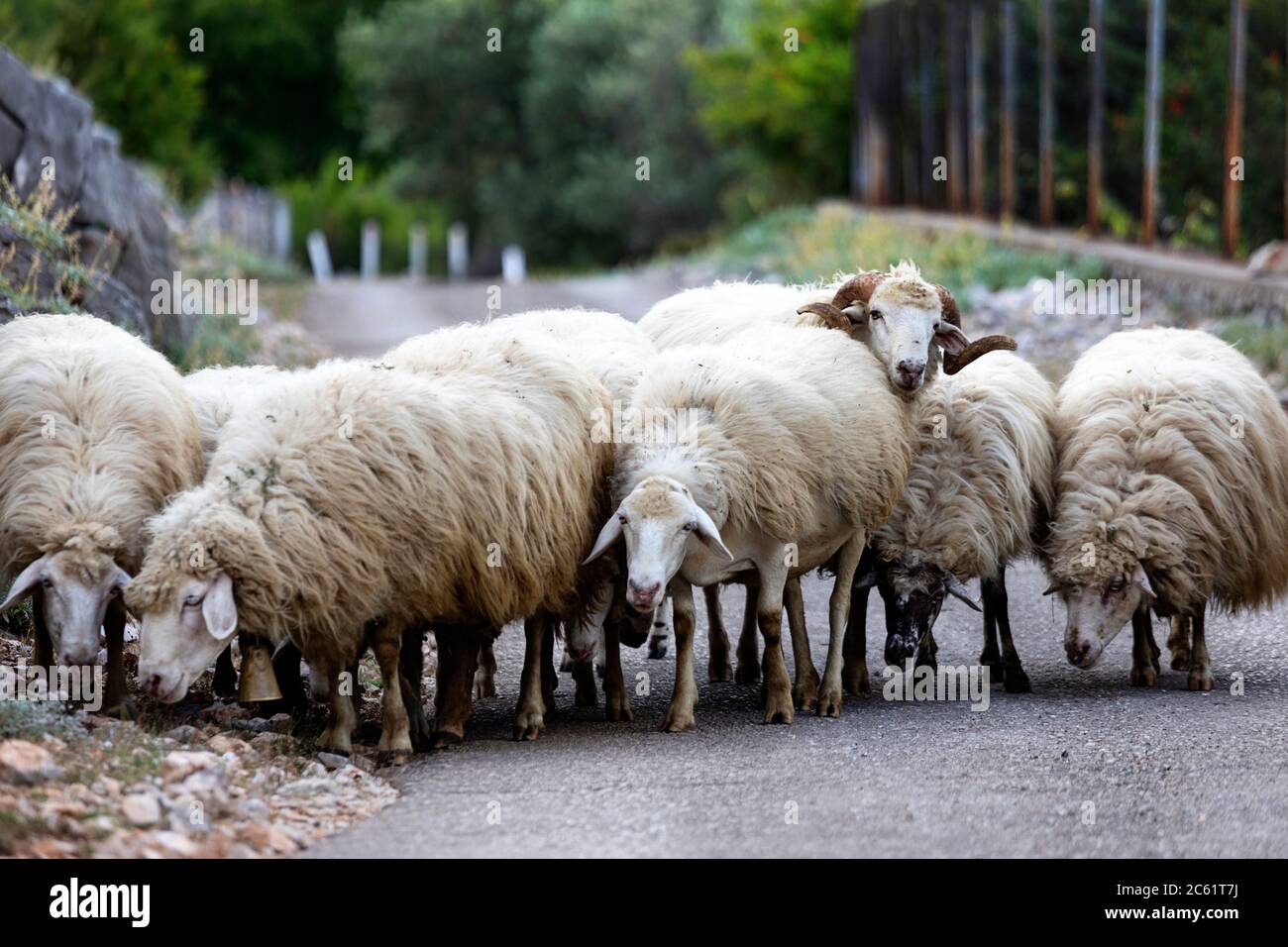 Traffic jam in Montenegro: A flock of sheep block the road, aries ...