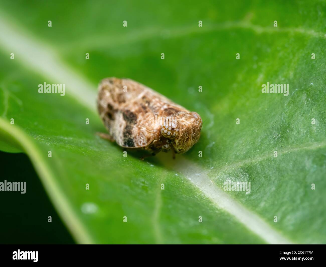 Macro Photography of Planthopper on Green Leaf Stock Photo - Alamy