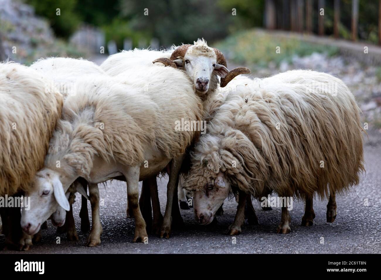 Traffic jam in Montenegro: A flock of sheep block the road, aries ...