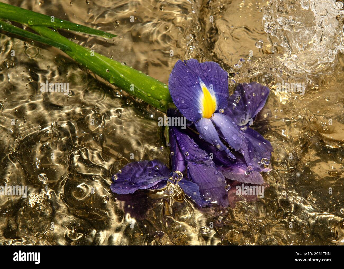 Wallpaper iris hi-res stock photography and images - Alamy