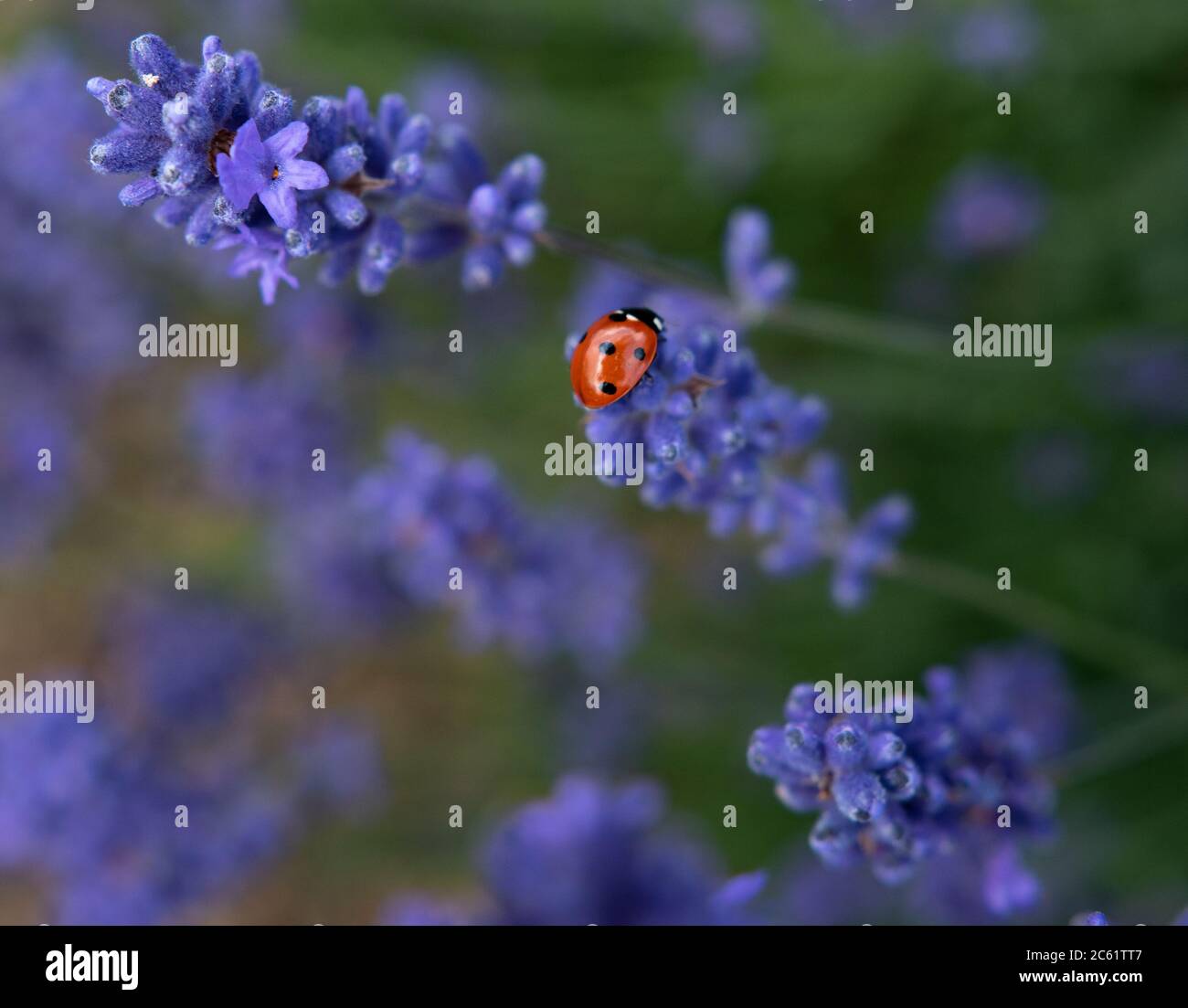 Ladybird on lavender hi-res stock photography and images - Alamy