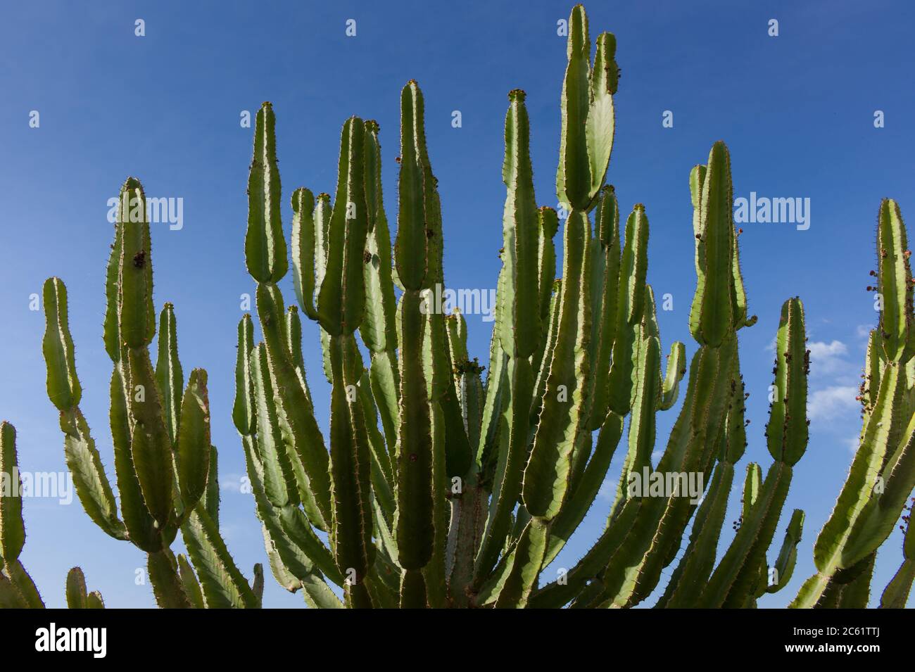 Large group vibrant decorative hi-res stock photography and images - Alamy