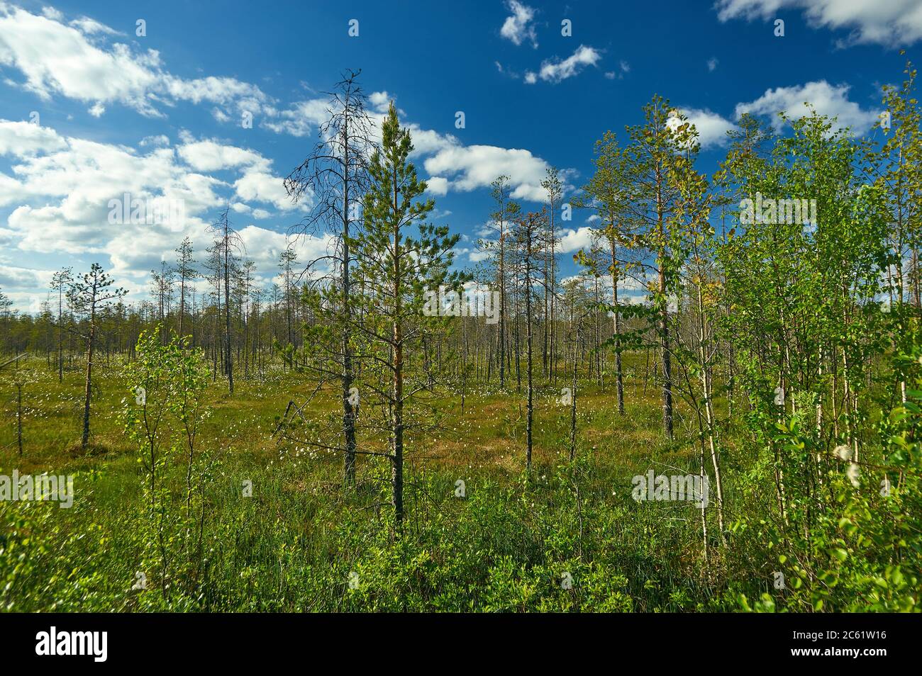 Northern swamps of Karelia, Russia,, Taiga and swamps Stock Photo - Alamy